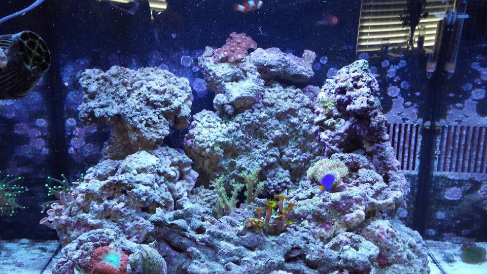 Coralife Bio Cube 32 G - Full spectrum 90W LED retrofit Upgrade ...