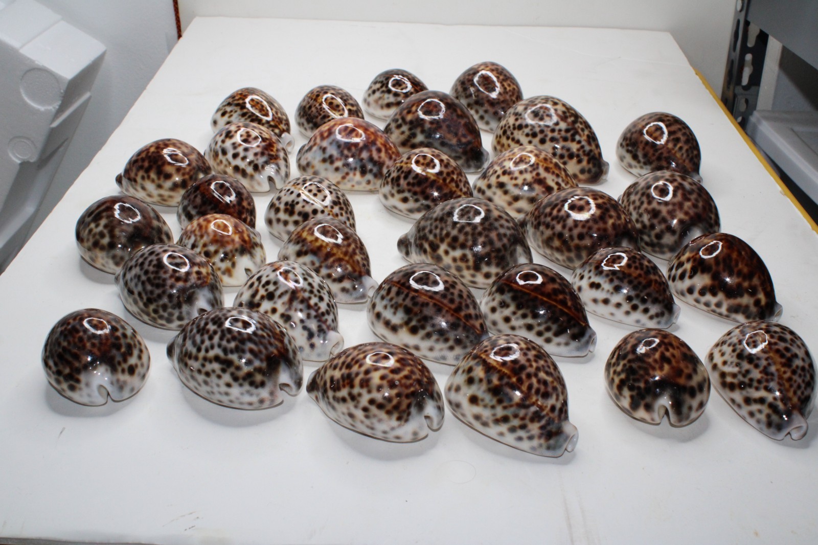 Lot of 32 Cypraea tigris Shells - Collectible Cowrie Specimens