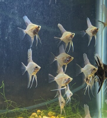 Angelfish Color Mix of 12 Black-Koi-Marble-Black Lace Dime Size Fish | eBay