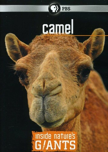 Inside Nature's Giants: Camel (DVD) for sale online | eBay