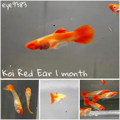 Guppy Koi Red Ear RIBBON 1 month JUNVENILE SIZE LIVE FISH USA Local ...