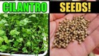 500+ Culantro Seeds, Long Coriander / Culantro (Eryngium foetidum ...