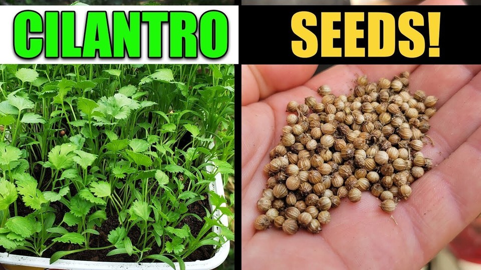 500+ Culantro Seeds, Long Coriander / Culantro (Eryngium foetidum ...