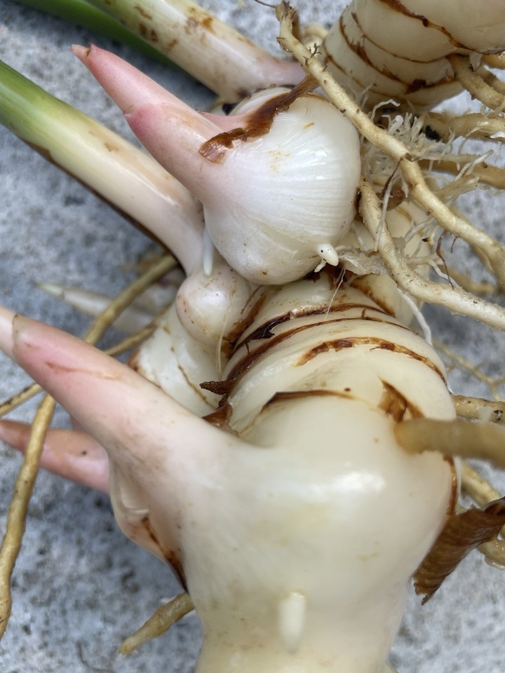 2 Fresh Thai Ginger Roots Galangal Hawaii Grown Rhizomes Spicy Asian ...