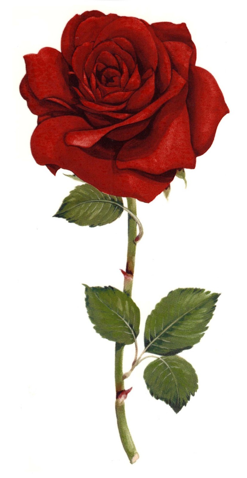 Red Rose Flower Select-A-Size Waterslide Ceramic Decals Bx | eBay