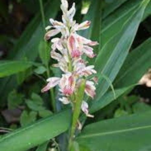 Dried Leaves Alpinia galanga heen Araththa organic | eBay