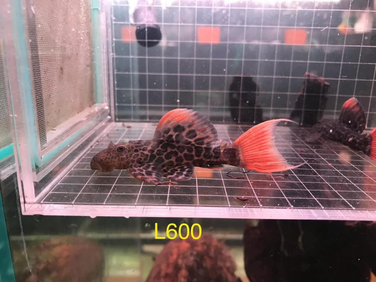 L600 Plecos