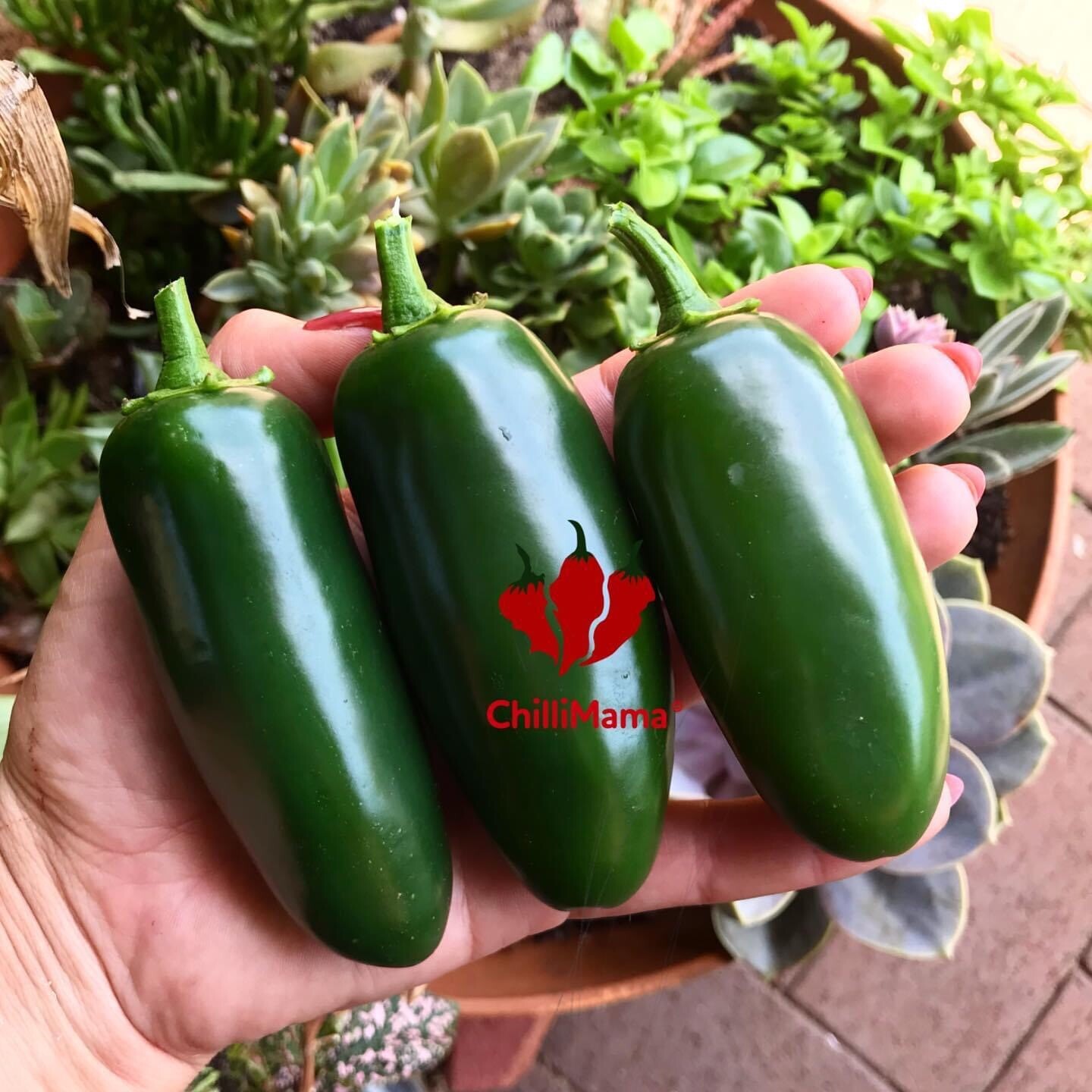 JALAPEÑO Chilli MILD 120 SEEDS ORGANIC | eBay