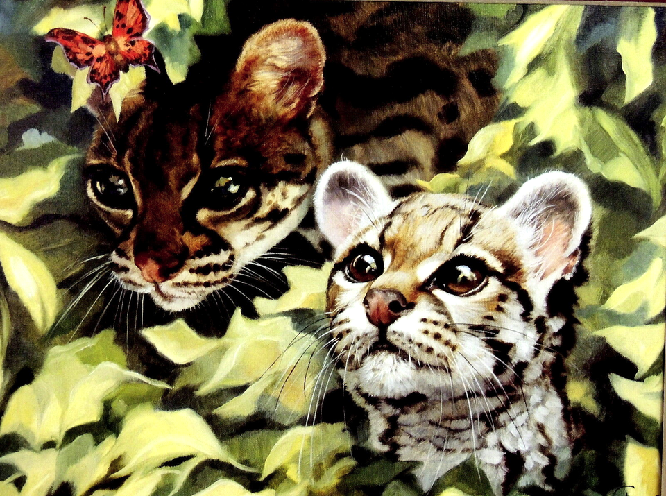 WILD CAT PICTURE CUBS BABY WILDCATS BUTTERFLY CLANCY MATTED FRAMED ...