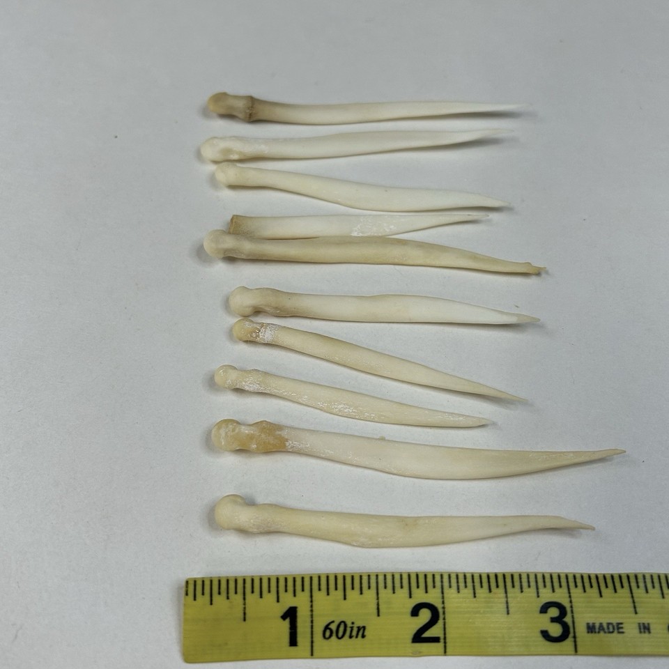 Lot Of 10 Whitetail Deer Pick Bones Unique Weird Cleaned Taxidermy ...