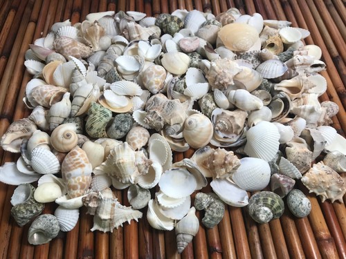 Medium Mixed Seashells, Assorted Craft Shells Mix 1-2" 200+ pcs 1 Kilo ...