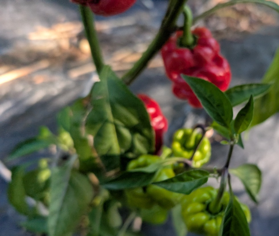 Dragon's Toe Pepper Seeds – Asian Wrinkled Hot Chili – Capsicum annuum ...