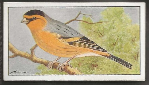 HYDE (BIRD SEED)-CAGE BIRDS 1930-#66- CANARY BULLFINCH MULE | eBay UK