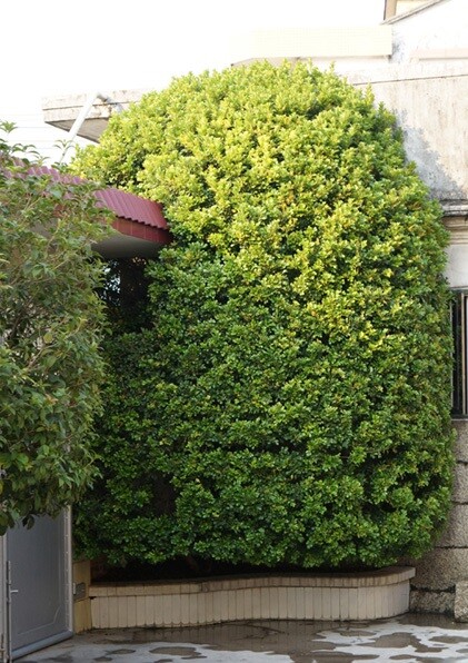 3+ ft LIVE PLANT Aglaia Odorata - Chinese Perfume Tree - Mock Lemon ...