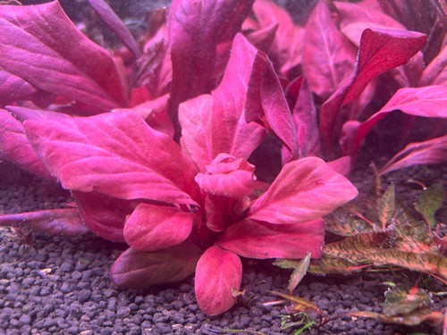 Samolus parviflorus Red Rare Live Aquarium Plants | eBay