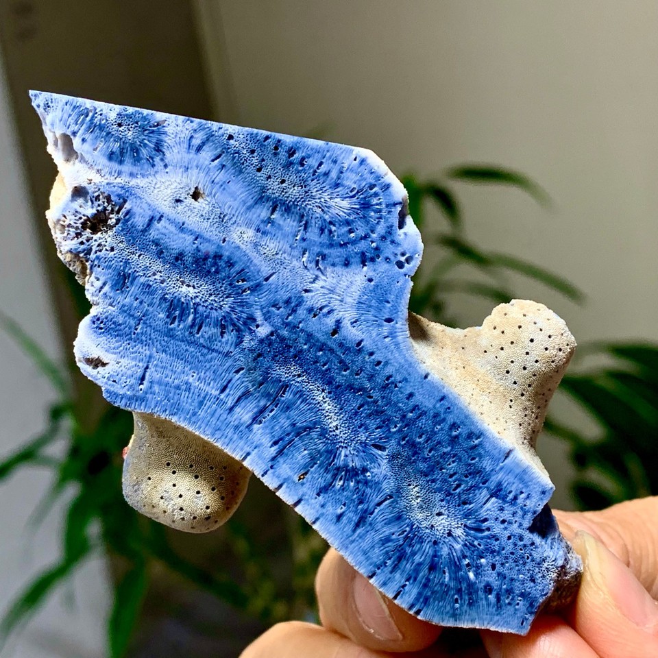 43G Natural Blue Coral Reef Cluster Marine Mineral Crystal Specimen ...