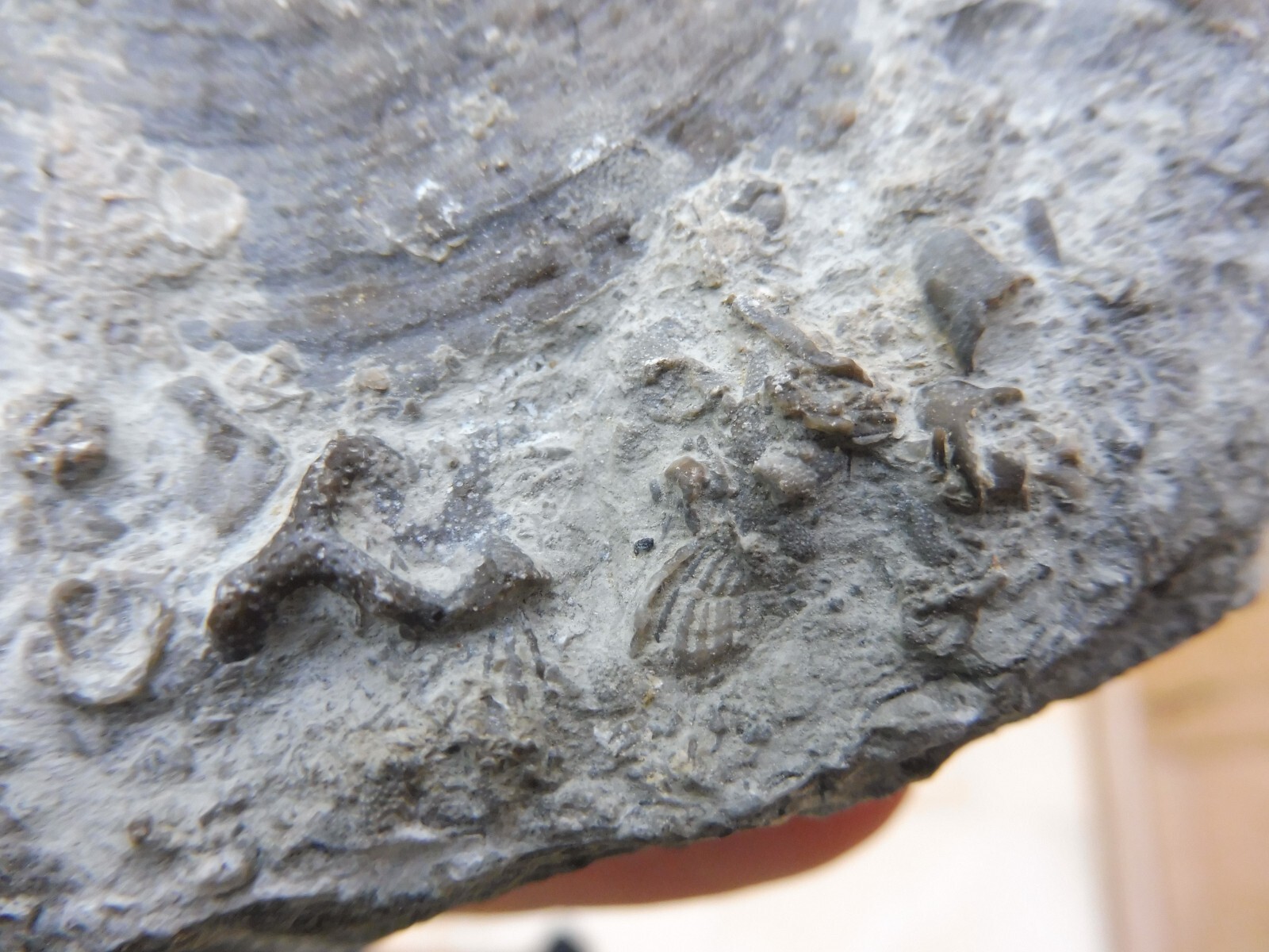 Fossil Seafloor (Coral etc...) Wren's Nest (Wenlock Limestone), UK ...