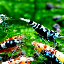 MOAQUATICS314 | eBay Stores