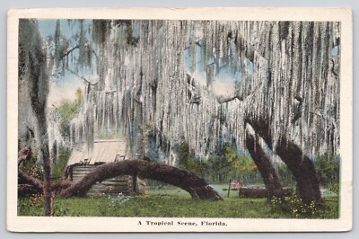 A Tropical Scene In Florida FL Swamp Shack St. Petersburg 1916 Postcard ...