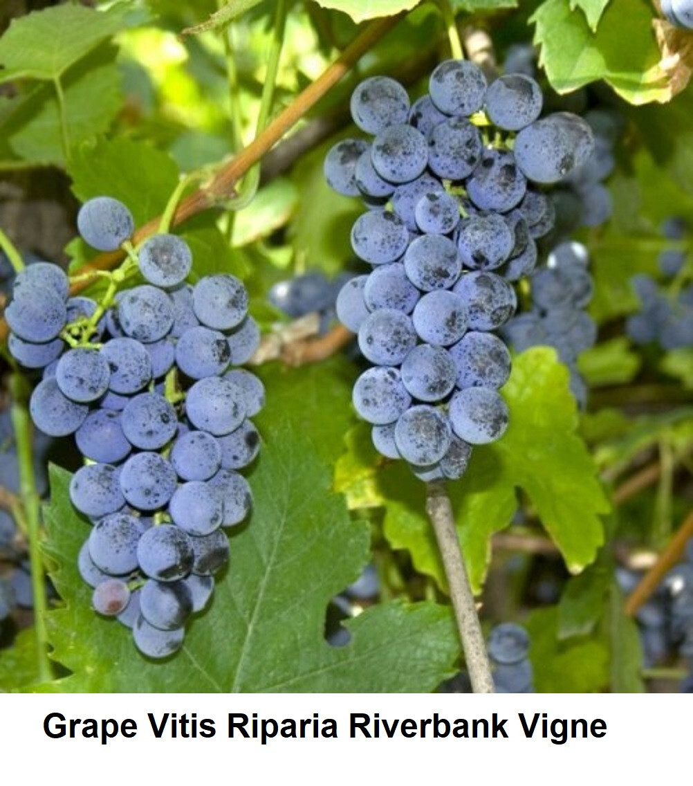 Seed Riverbank Frost Grape Edible Vitis Riparia Garden Vine Fruit RARE ...