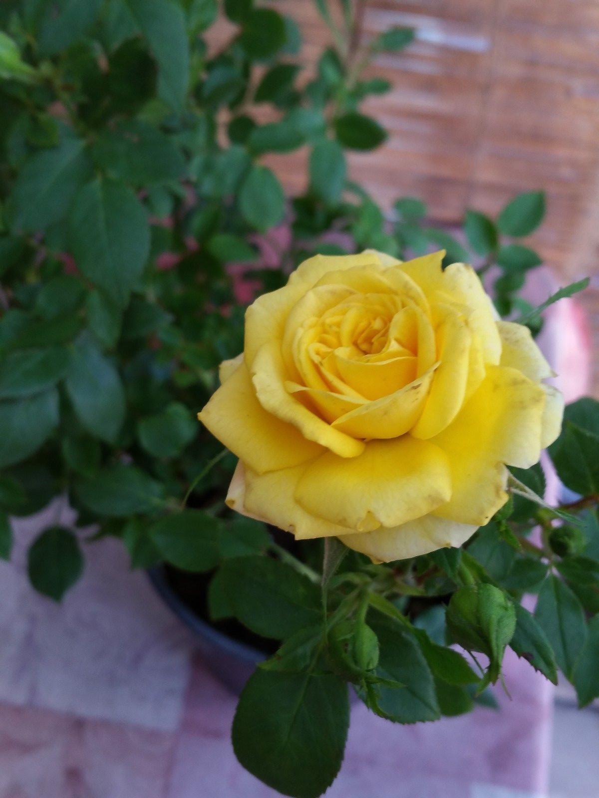 Miniature Rose Live Plants | eBay