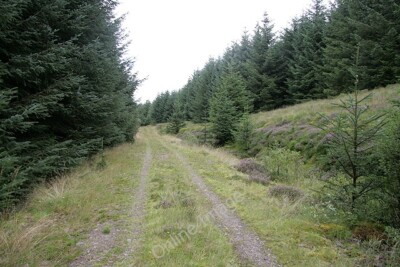 Photo 6x4 A forestry road between Tippet Knowe and Fellard ...