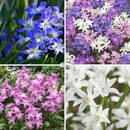 Camassia Crocus Ixia Muscari Allium Garden/Flowers Mixed Colour ...