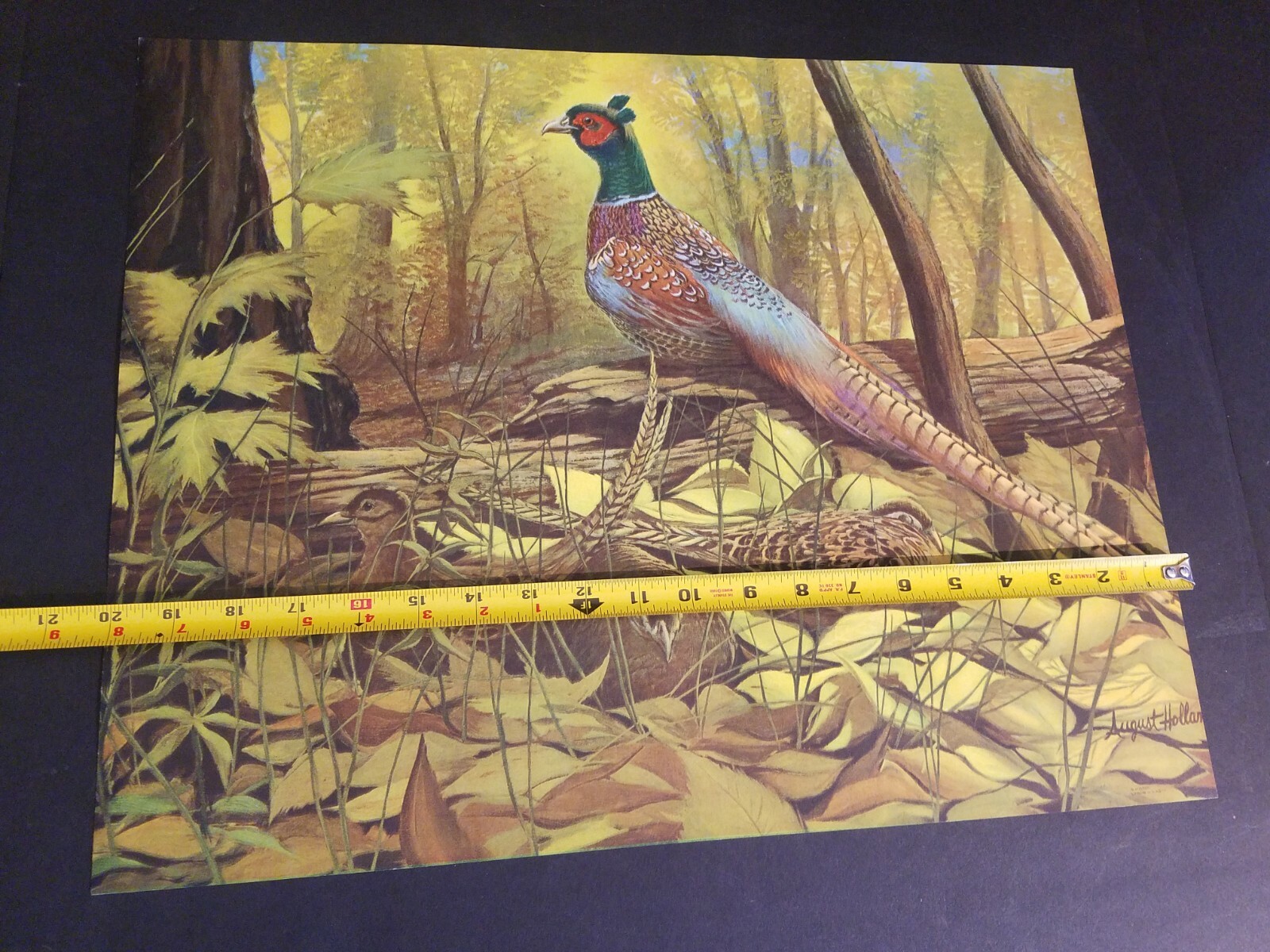 August Holland Ring-necked Pheasant Bird Forest Print 20" x 16" Litho ...