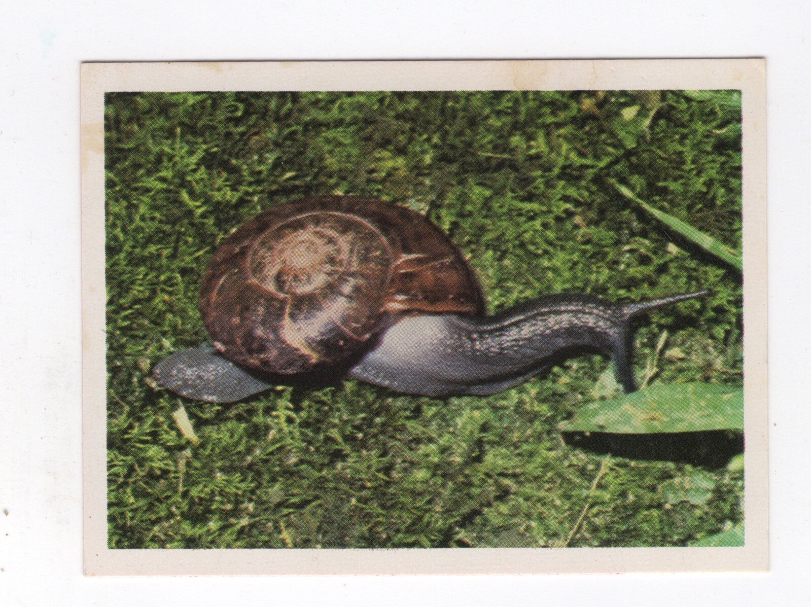 Sanitarium Australia - Backyard Wildlife #06 Native Australian Snails ...