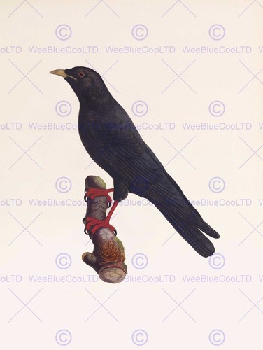 PAINTING BOOK PAGE BIRDS FRAUENHOLZ ALPINE CHOUGH 12x16' ART PRINT ...