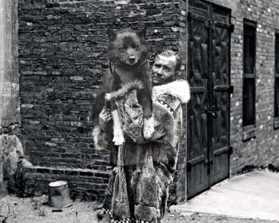 Balto Siberian Husky Dog 8X10 Photo Picture Image Nome Alaska sled ...