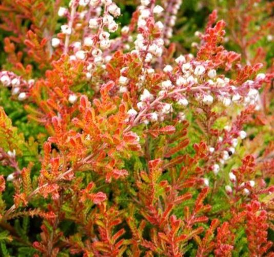 Scottish Heather Calluna Vulgaris 'Boskoop' | Evergreen Shrub | Pot ...