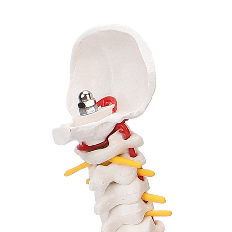 Vertebral Column Model Flexible Spine Caudal Vertebra Anatomical Model ...