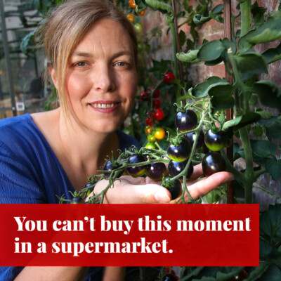 Tomato Plug Plants: San Marzano & Super Marmande: Big, Juicy: Flat ...