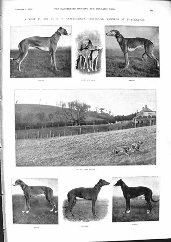 Old 1901 Anstruther Greyhound Kennels Thankerton Dogs Astrology Alloy ...