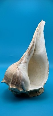 Rare Left-Handed Horse Conch Shell 9.5” Sinistral Sea Shell on Ceramic ...