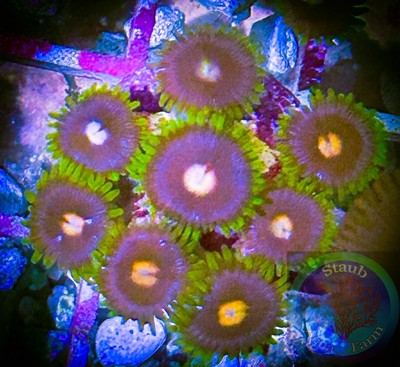 SAF~ “WYSIWYG” Blow Pops Zoanthid Coral Frag, Palythoa, Paly, Zoa | eBay