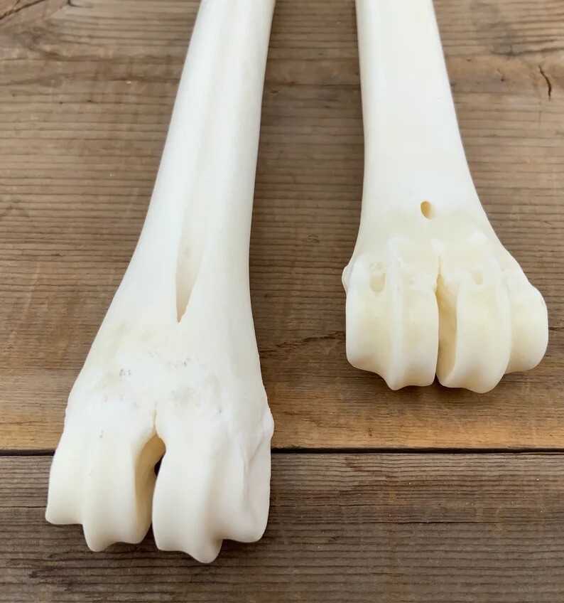 2 Deer Leg Cannon Bones Metacarpal Metatarsal | eBay