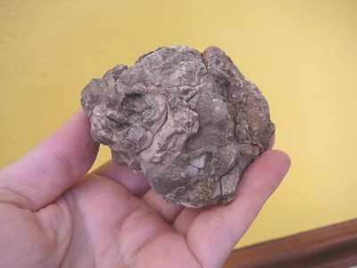 (PP512-5) 9 oz Real Fossil Crocodile croc POOP doo doo Triassic era ...