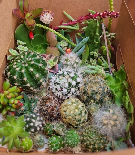 Cacti Cuttings Cactus Succulent Collectors Echinopsis Euphorbia Pack Mix Spike | eBay Australia