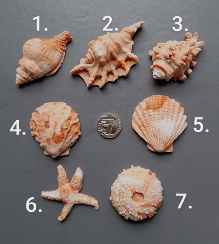 Handmade Edible Fondant Large Seashells. Cake Toppers. Multiple Colours ...