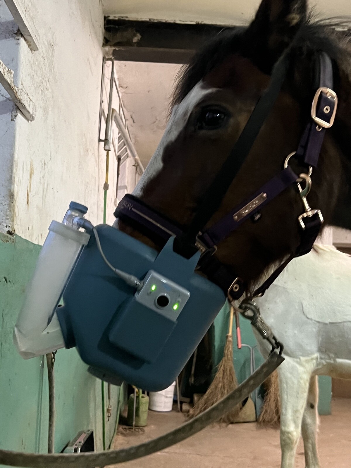 Pferde Inhalator Flexineb E3 mieten | eBay.de