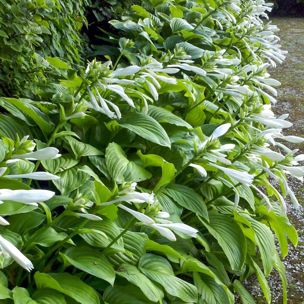 Garden Flowers 100PCS/Bag Green Hosta Plant Seeds Hosta plantaginea ...