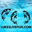 60+ Live Feeder Fish Pink Tuffies/Fathead Minnow (FREE 2-Day S ...