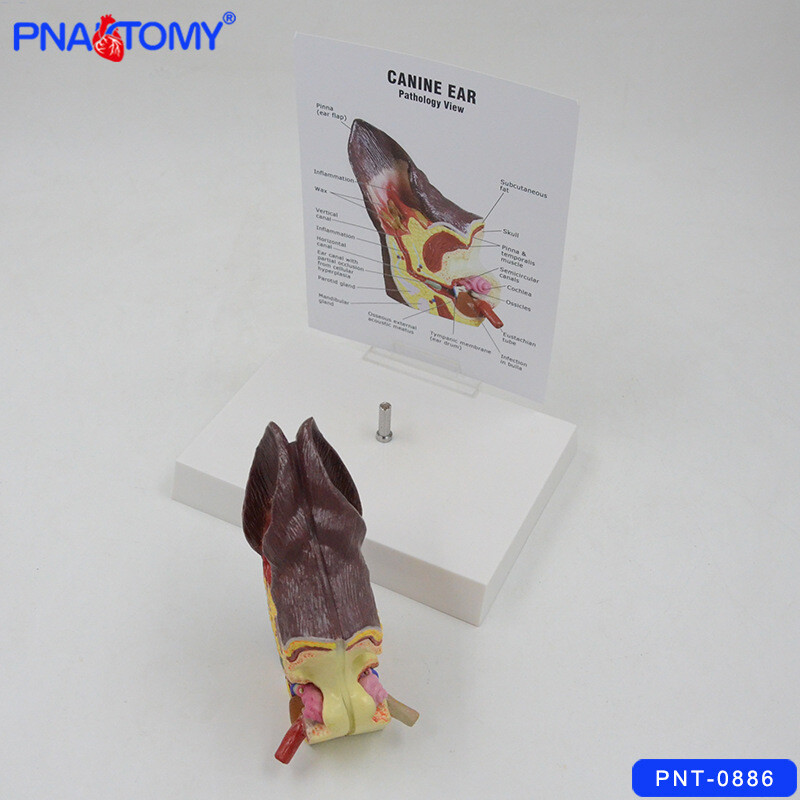 Ear Anatomy Dog Understand The Anatomy Of Your Dog's Ears