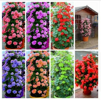 100 SEMI GERANIO RAMPICANTE RARO BONSAI FIORI PIANTE RARE FRUTTO VASO ...