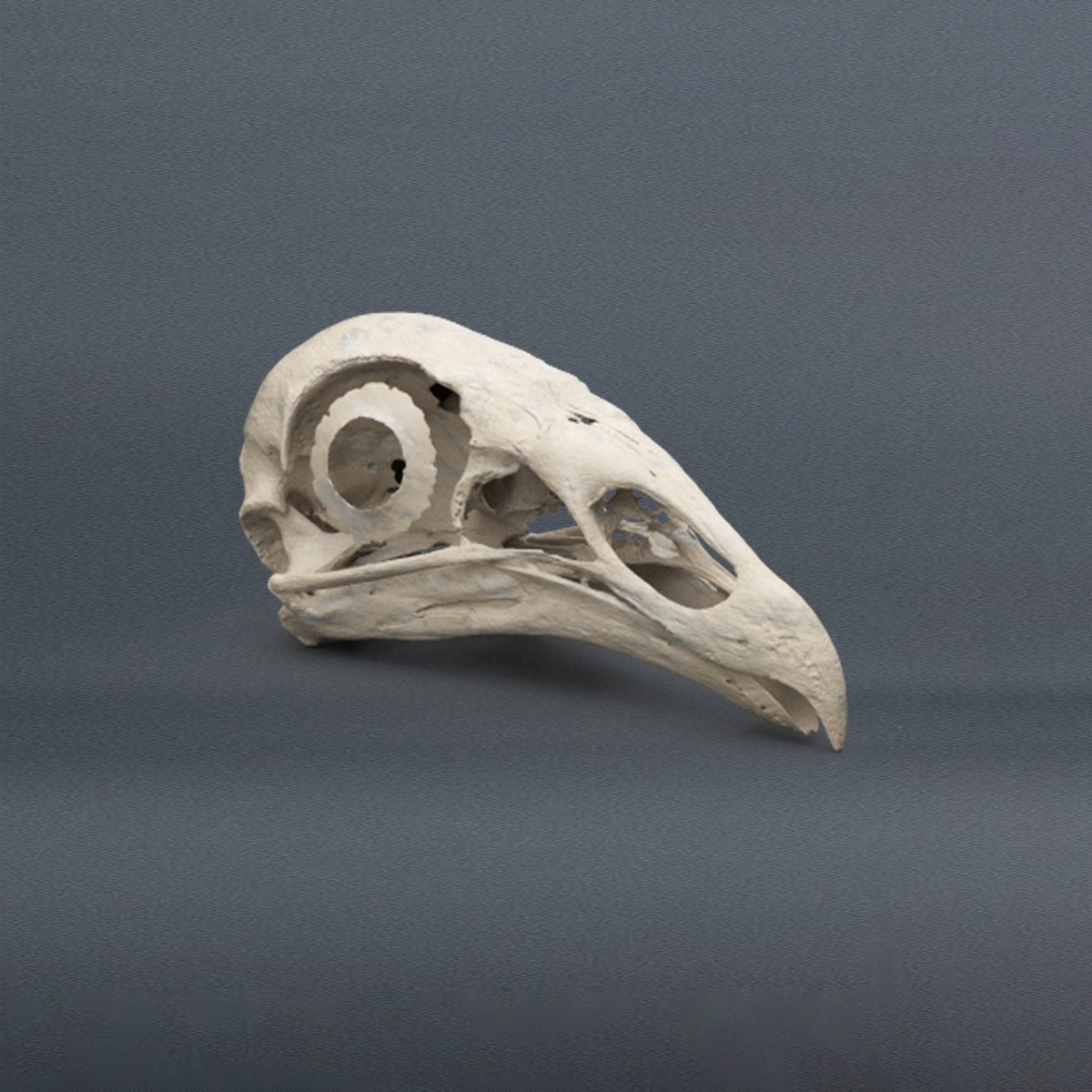 Vulture Skull For Sale