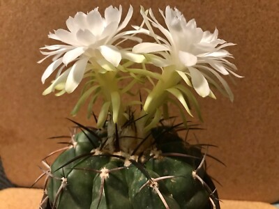 Discocactus chrystallophius - 8 Seeds - | eBay Australia