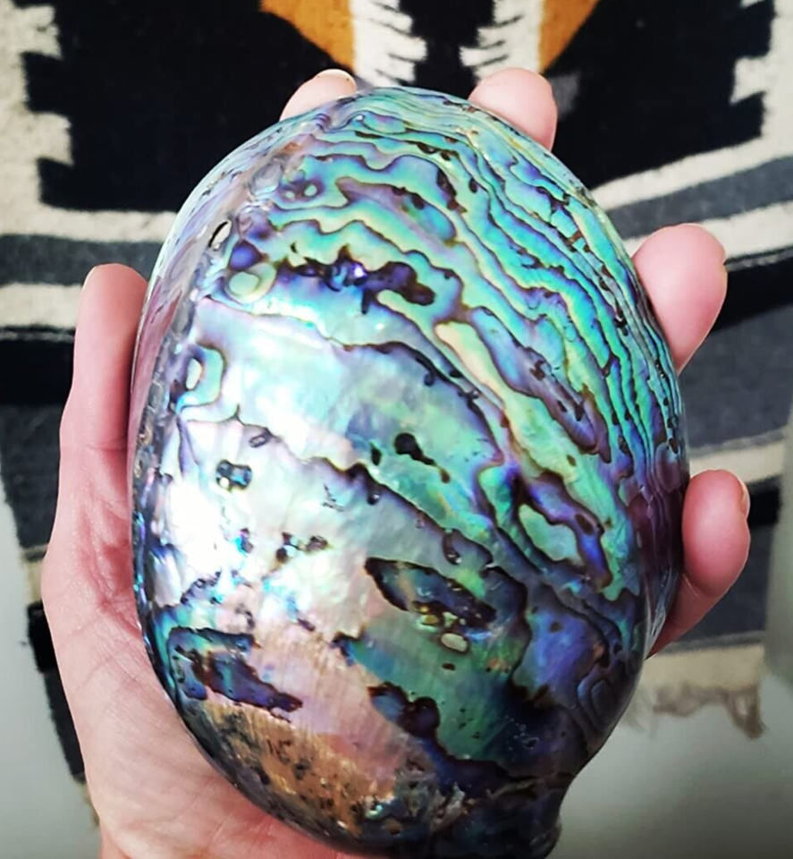 Large Abalone Shell Polished Paua Rainbow LG Sea Green Blue Beach House ...
