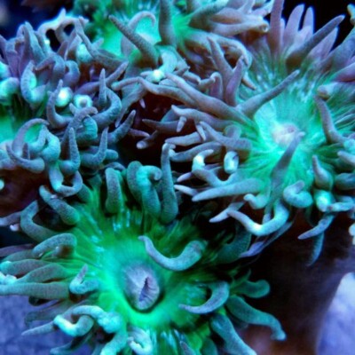 Green Branching Duncan LPS Coral Frag Reef (Single head) not Soft SPS ...